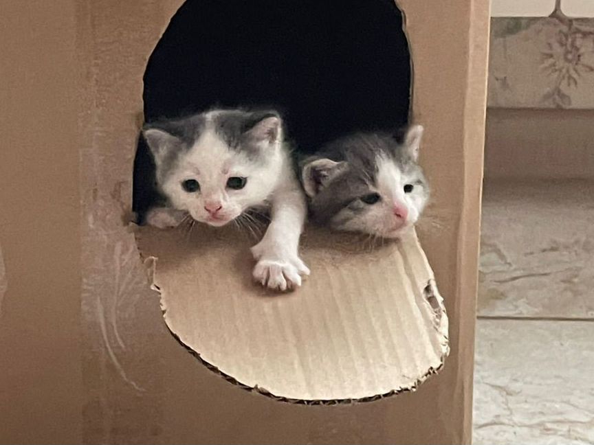 Котята в добрые руки