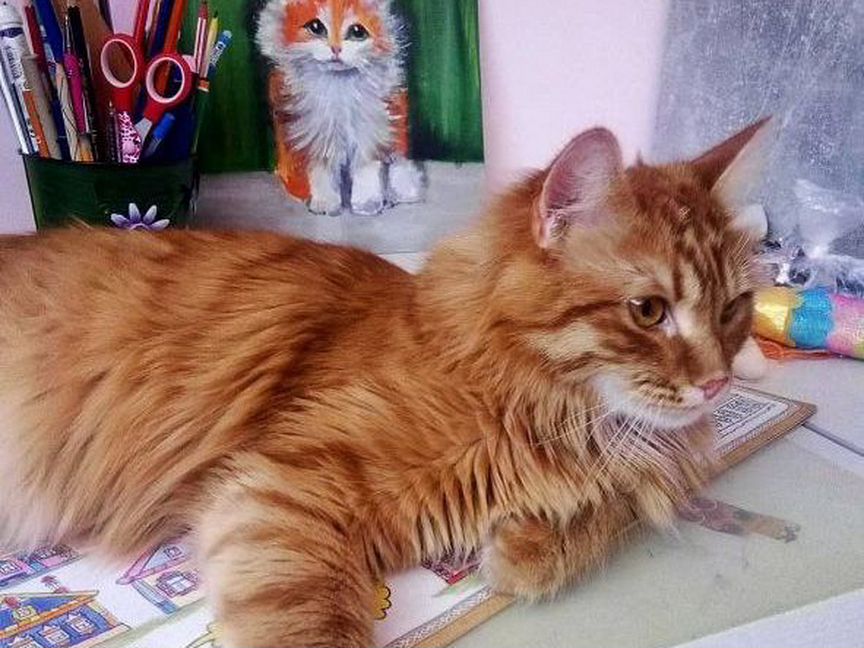 Отдаю в добрые руки