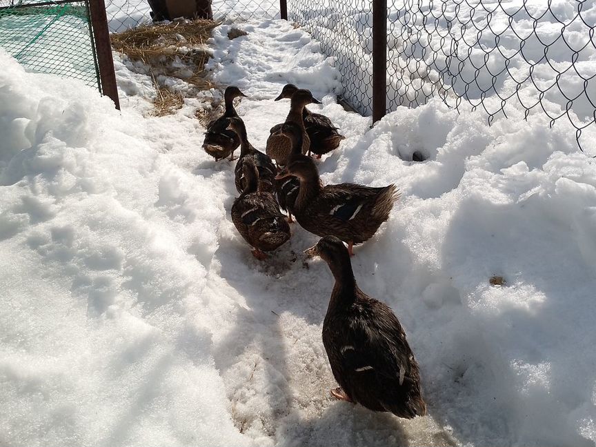 Дикая утка кряква