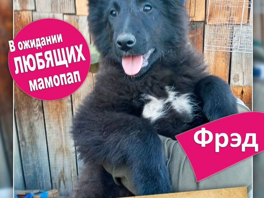 Щенки бельгийской овчарки грюнендаль