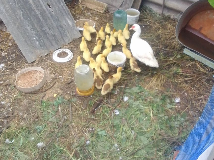 Инда утка с утятами