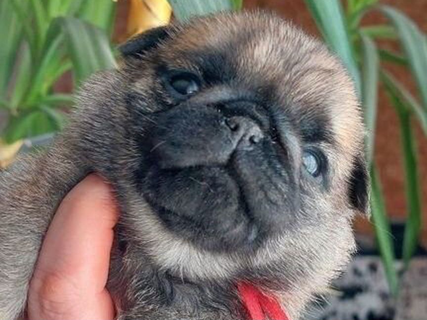 Мопс щенки курносики