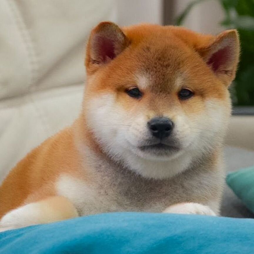 Сиба мишка (чудесный парень)