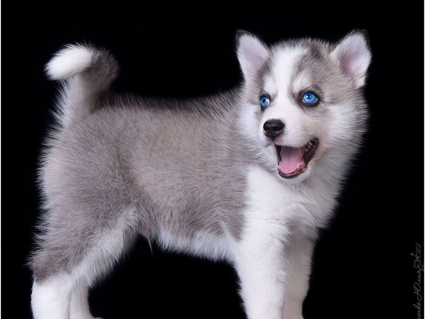 Харизматичный щенок Помски