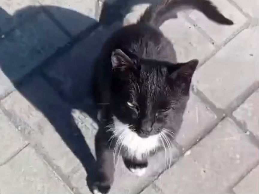 Нашёл котёнка