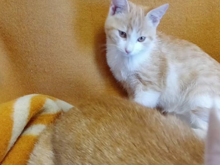 Котенок в добрые руки