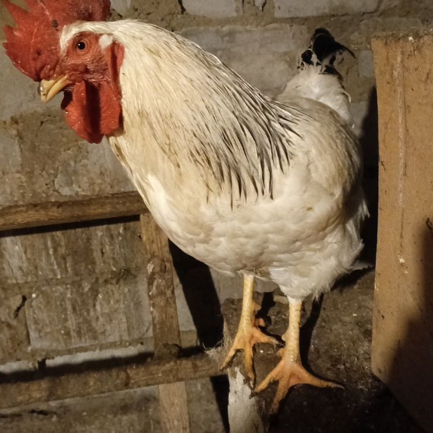 Молодые петухи