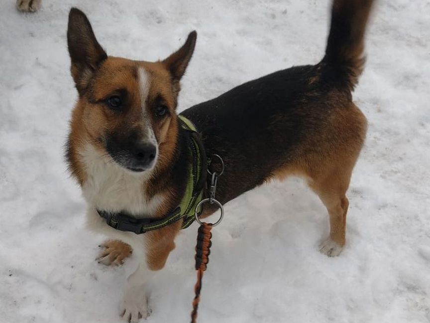 Маленькая молодая собачка