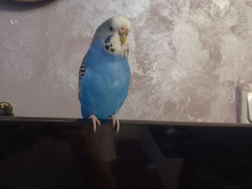 Волнистый попугай бесплатно