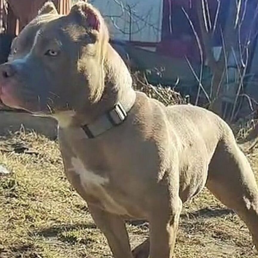 Американский булли