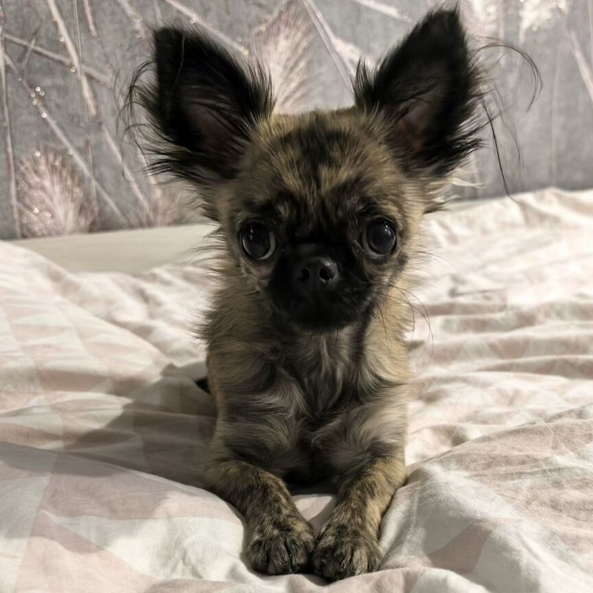 Чихуахуа, щенок