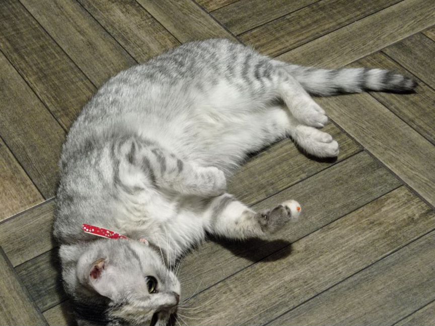 Кошки в добрые руки бесплатно