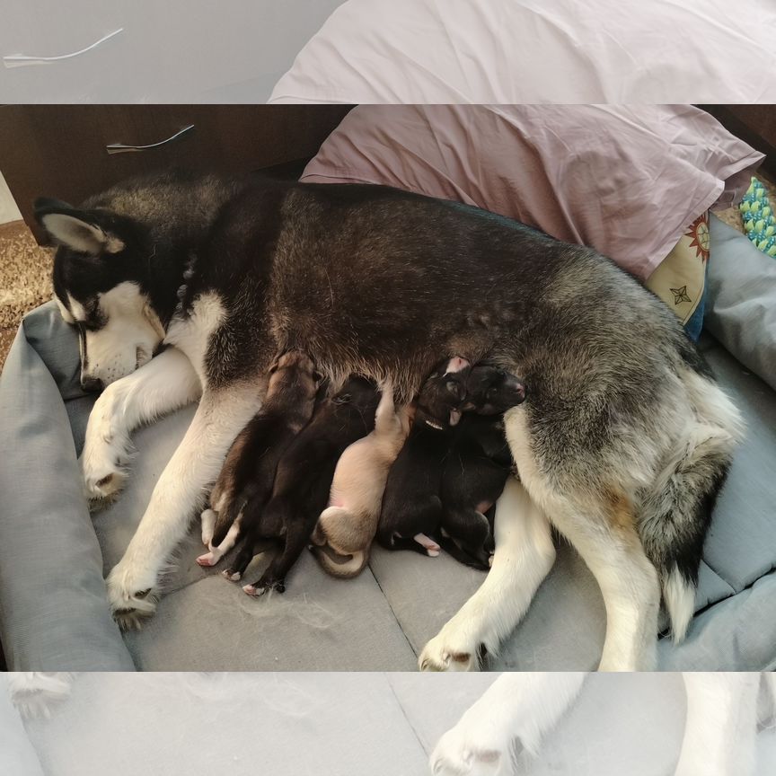 Сибирский хаски, щенок