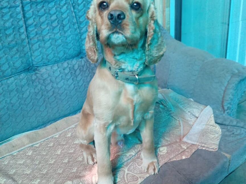 Вязка американский кокер-спаниель