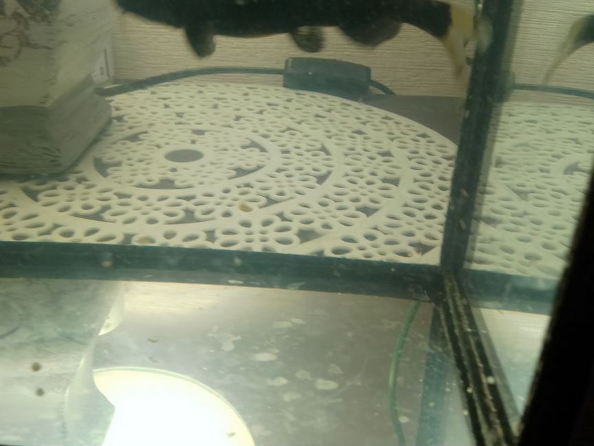 Сомик сиамская касатка