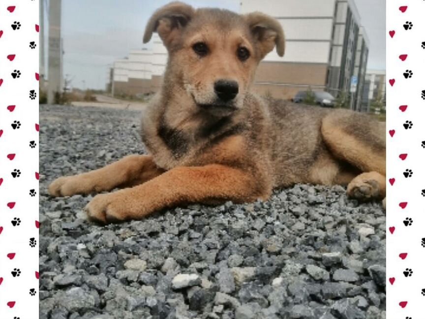 Щенок в добрые руки