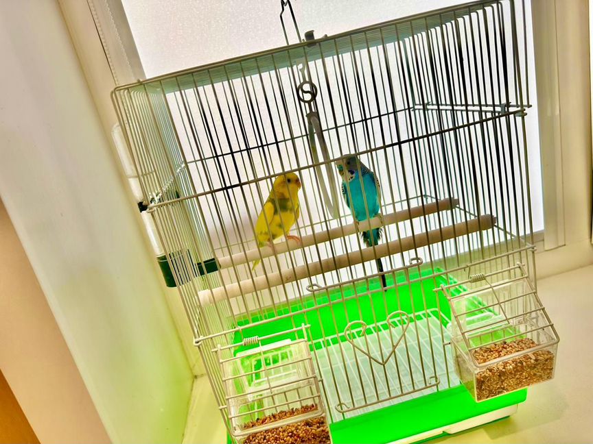 Попугаи волнистые пара