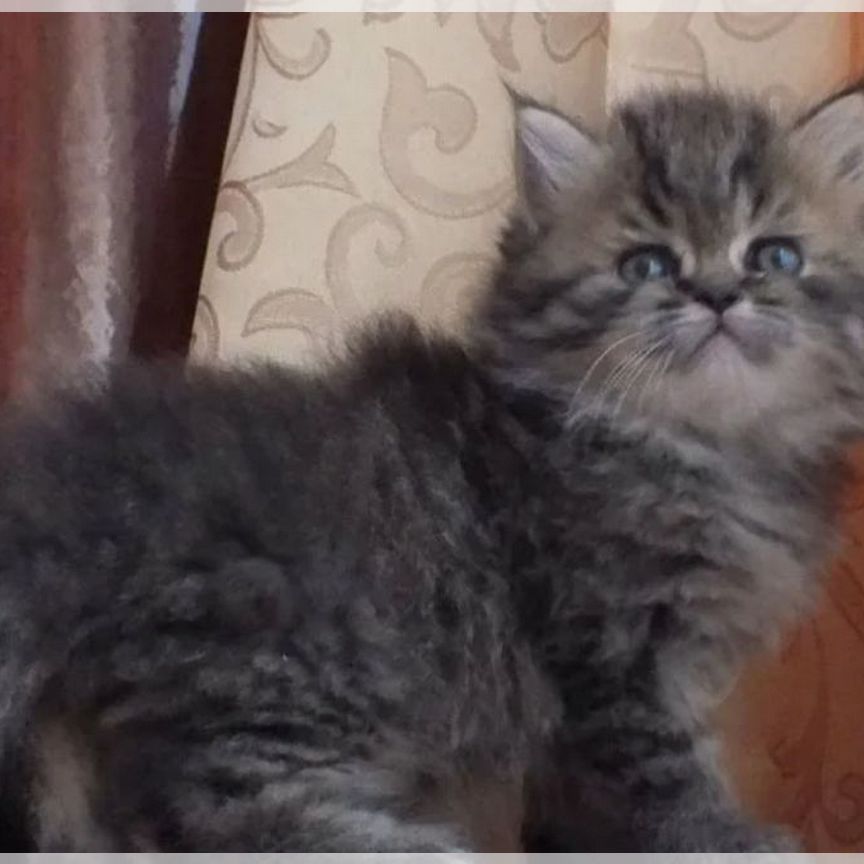 Шотландский прямоухий длинношёрстный котёнок