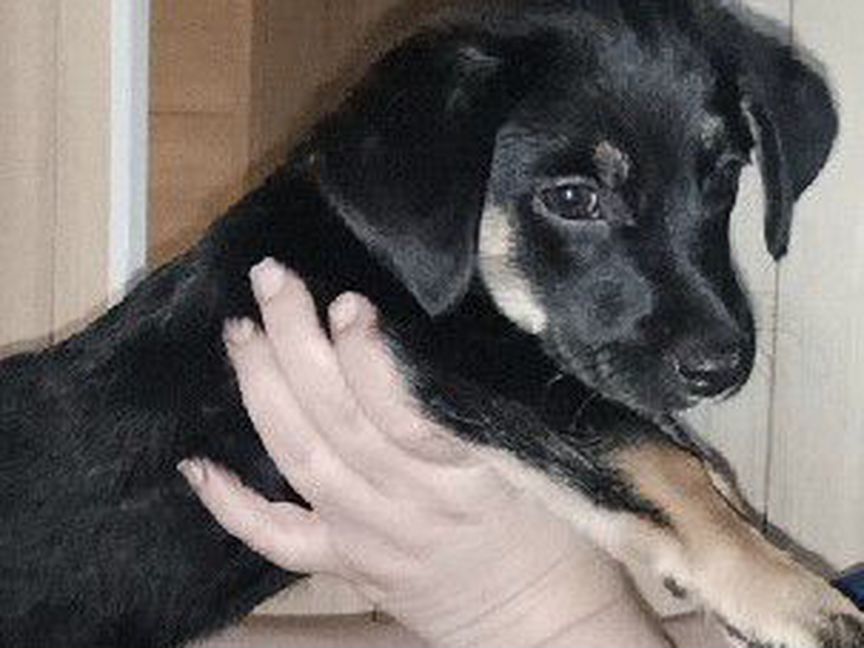 Щенки цвергпинчера