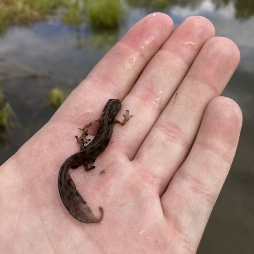 Тритон гребенчатый