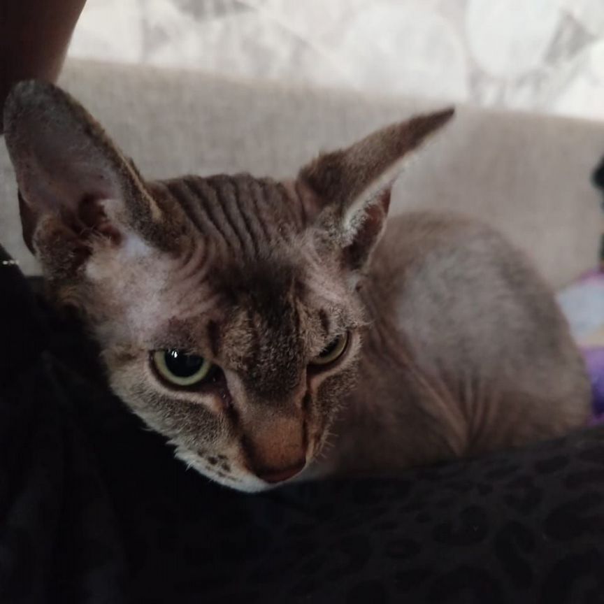 Котенок, сфинкс бархатный