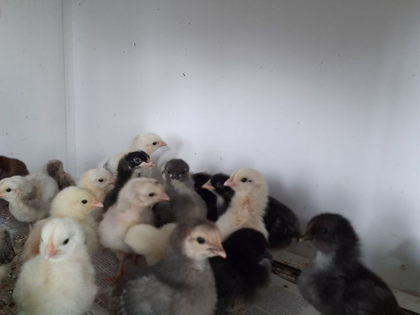 Цыплята, яйца инкубационные