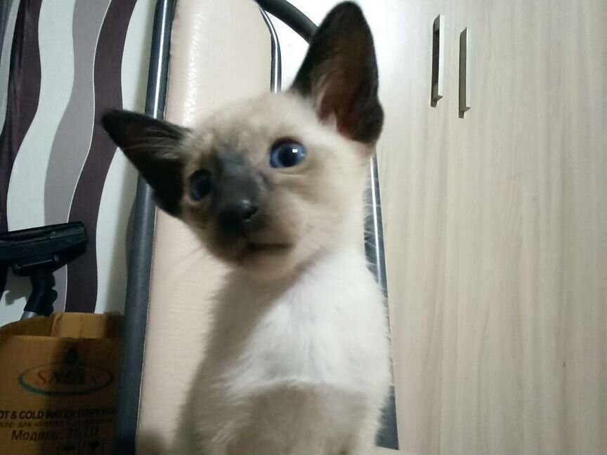 Ориентальный кот