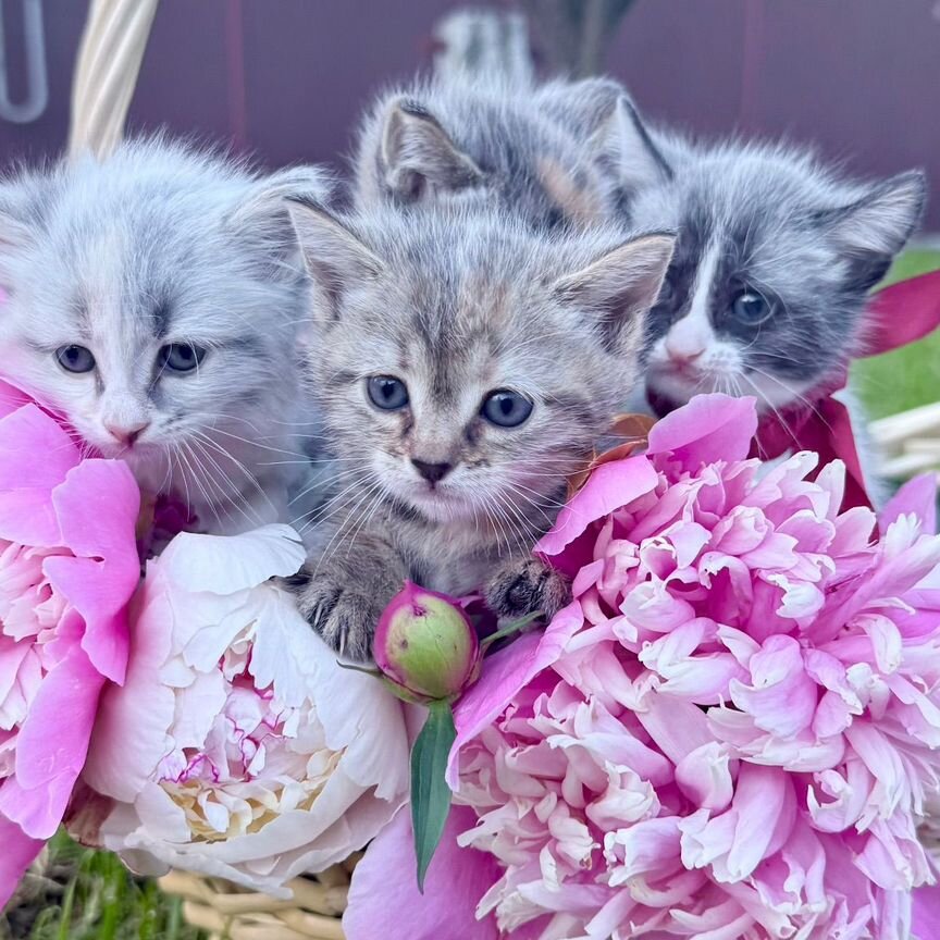 Котёнок в добрые руки