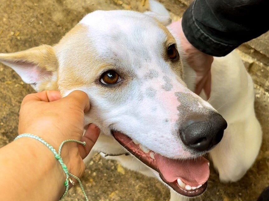 Несчастное создание молодой пёс Вайс