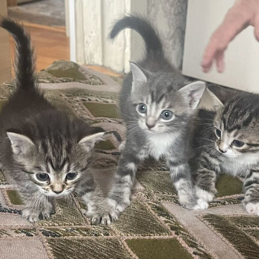 Котёнок в добрые руки