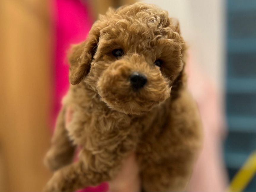 Той-пудель мальчик