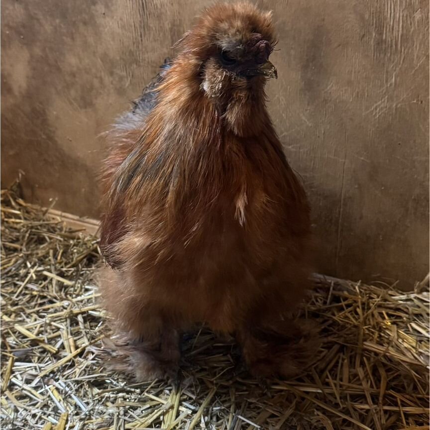 Китайские шелковые петушки