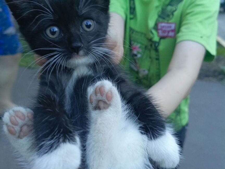 Кошка в дар бесплатно