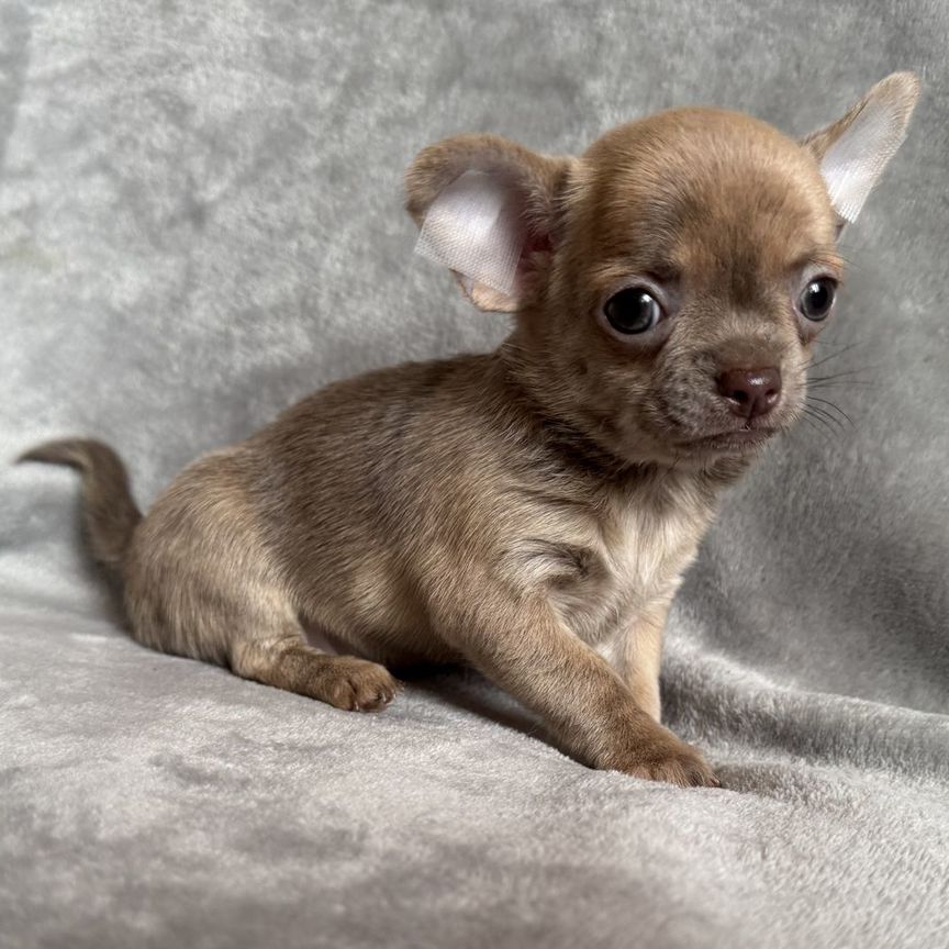 Чихуахуа, щенок