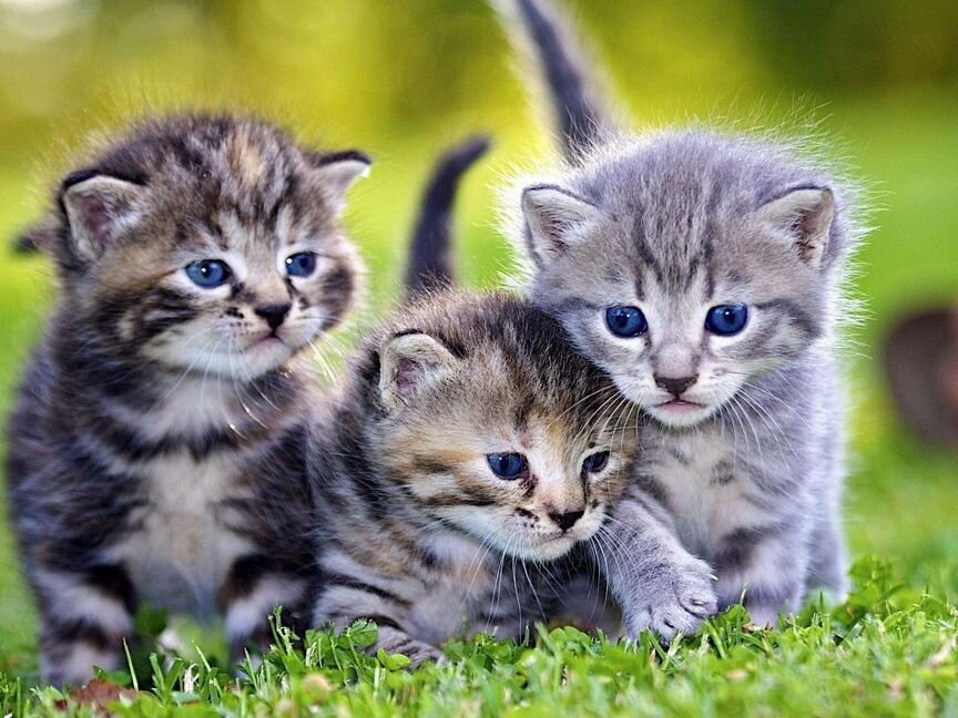 Котята в добрые руки