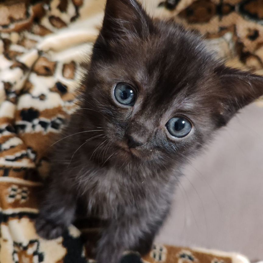Котенок в добрые руки