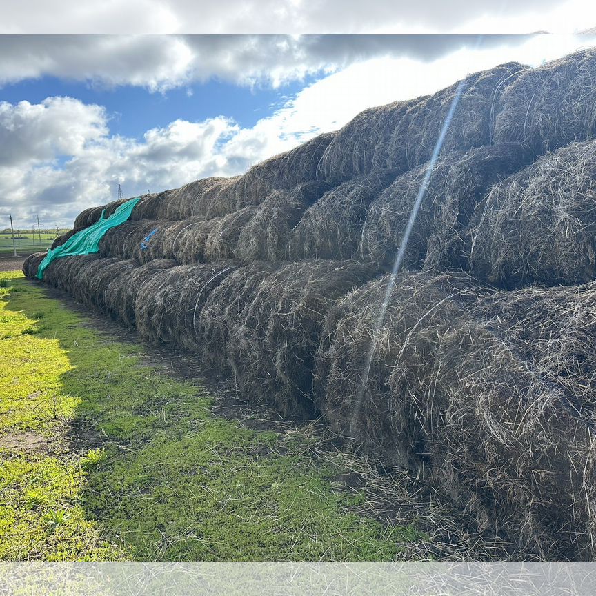 Продам сено в рулонах