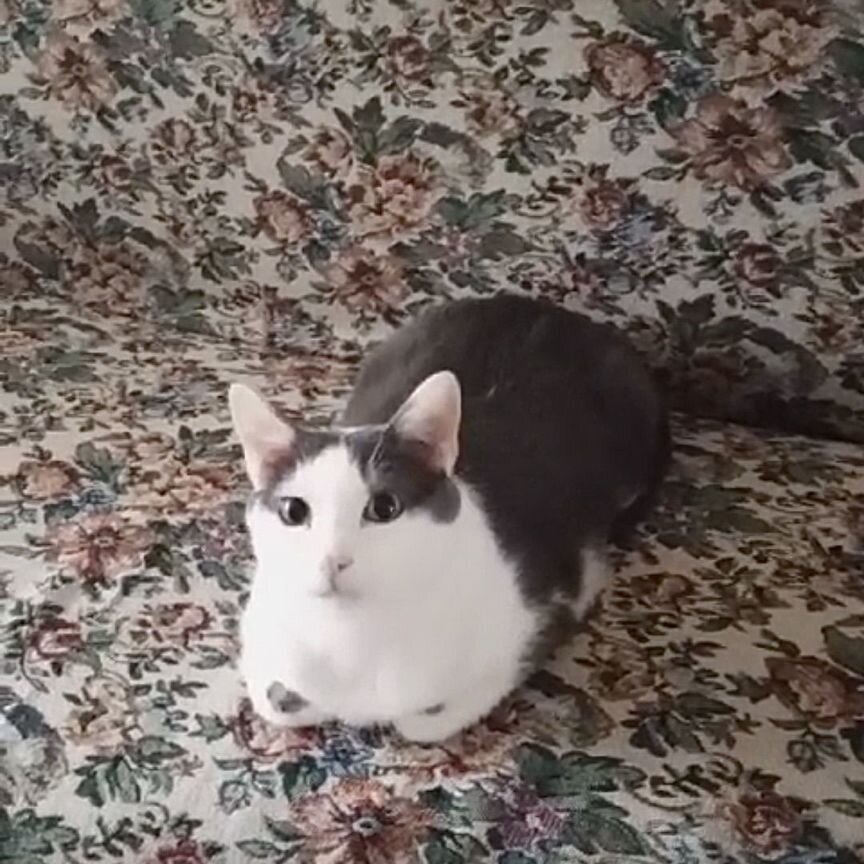 Мурзик в добрые руки