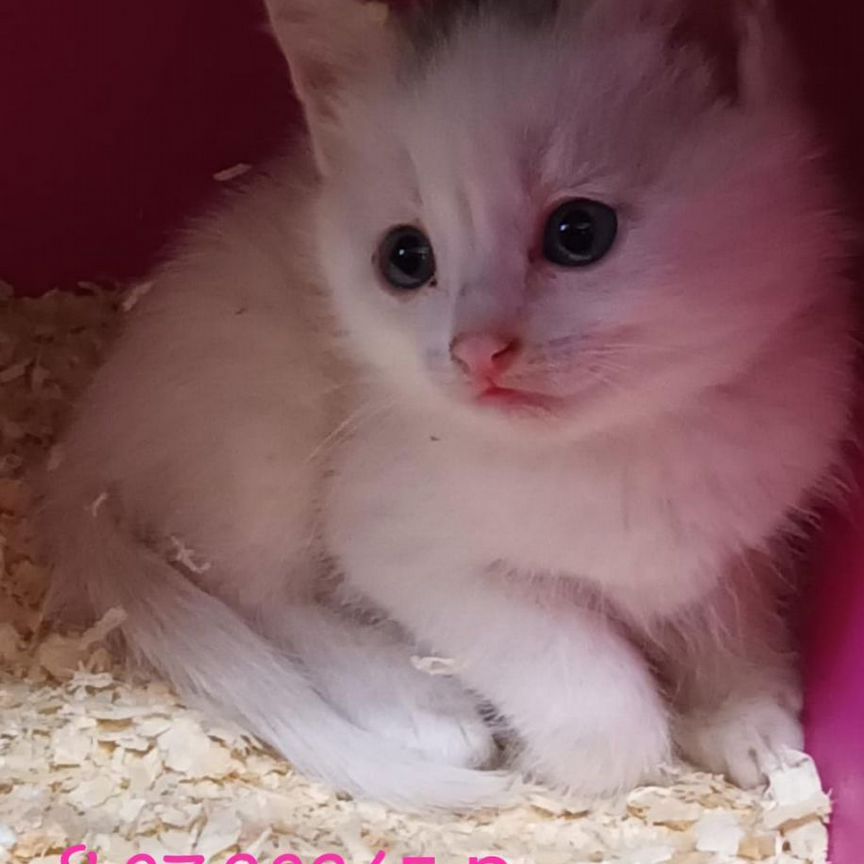 2 Котенка