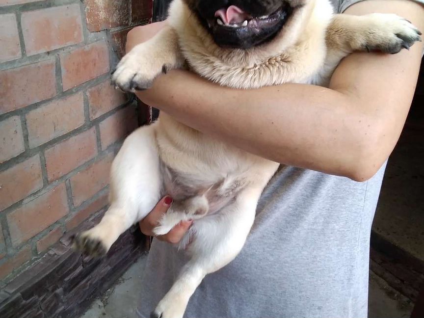Мопс