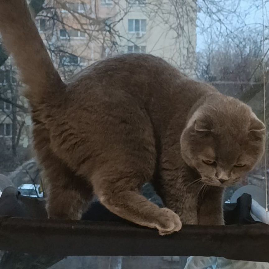 Навесной гамак лежанка для котов
