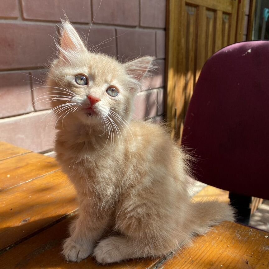 Абрикосовый котенок, 1,5 мес
