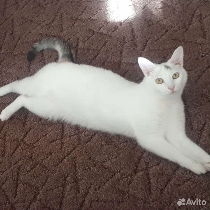 Кошка Снежка, 1.5 года ищет дом