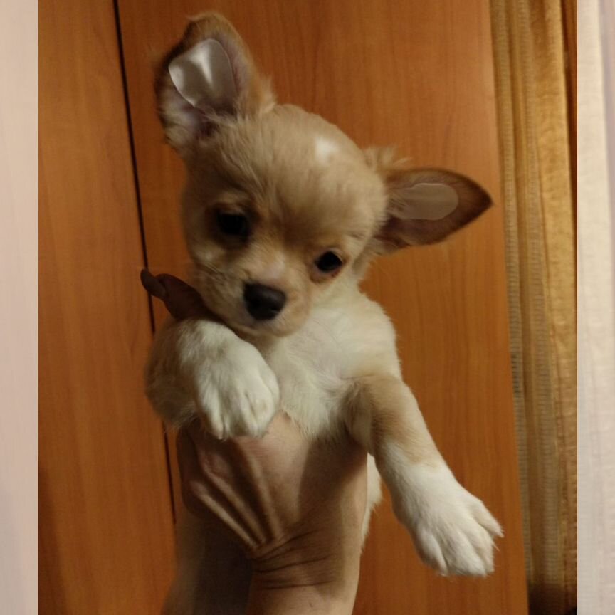 Чихуахуа мальчик