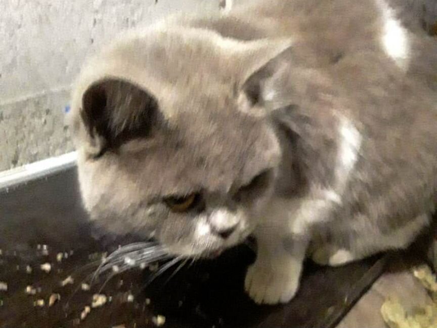 Потеряшечку Бусю - в добрые руки