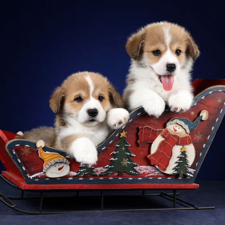 Вельш-корги пемброк щенки