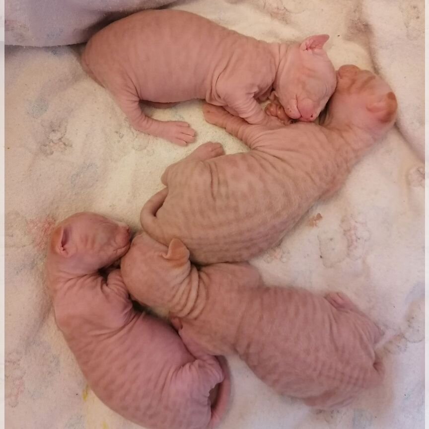 Канадский сфинкс котёнок