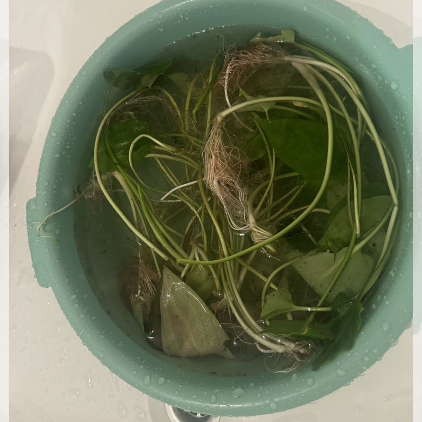 Аквариумное растение криптокарина