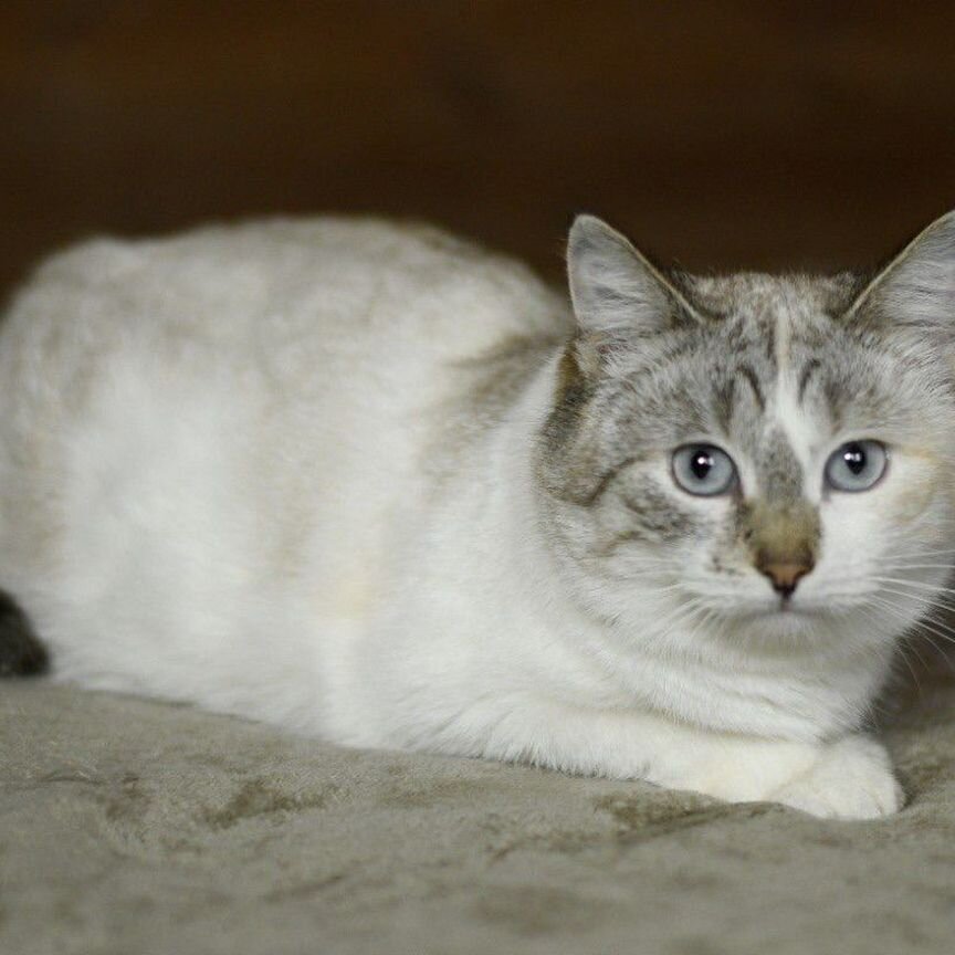 Тайская кошечка Сима