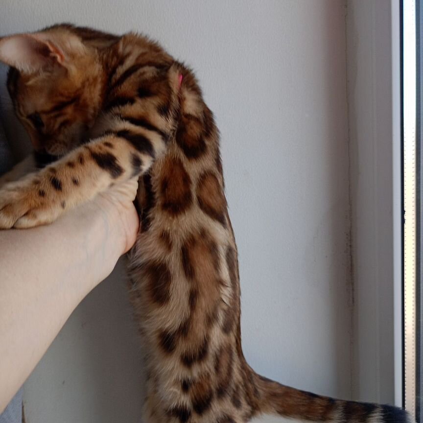 Бенгальская девочка